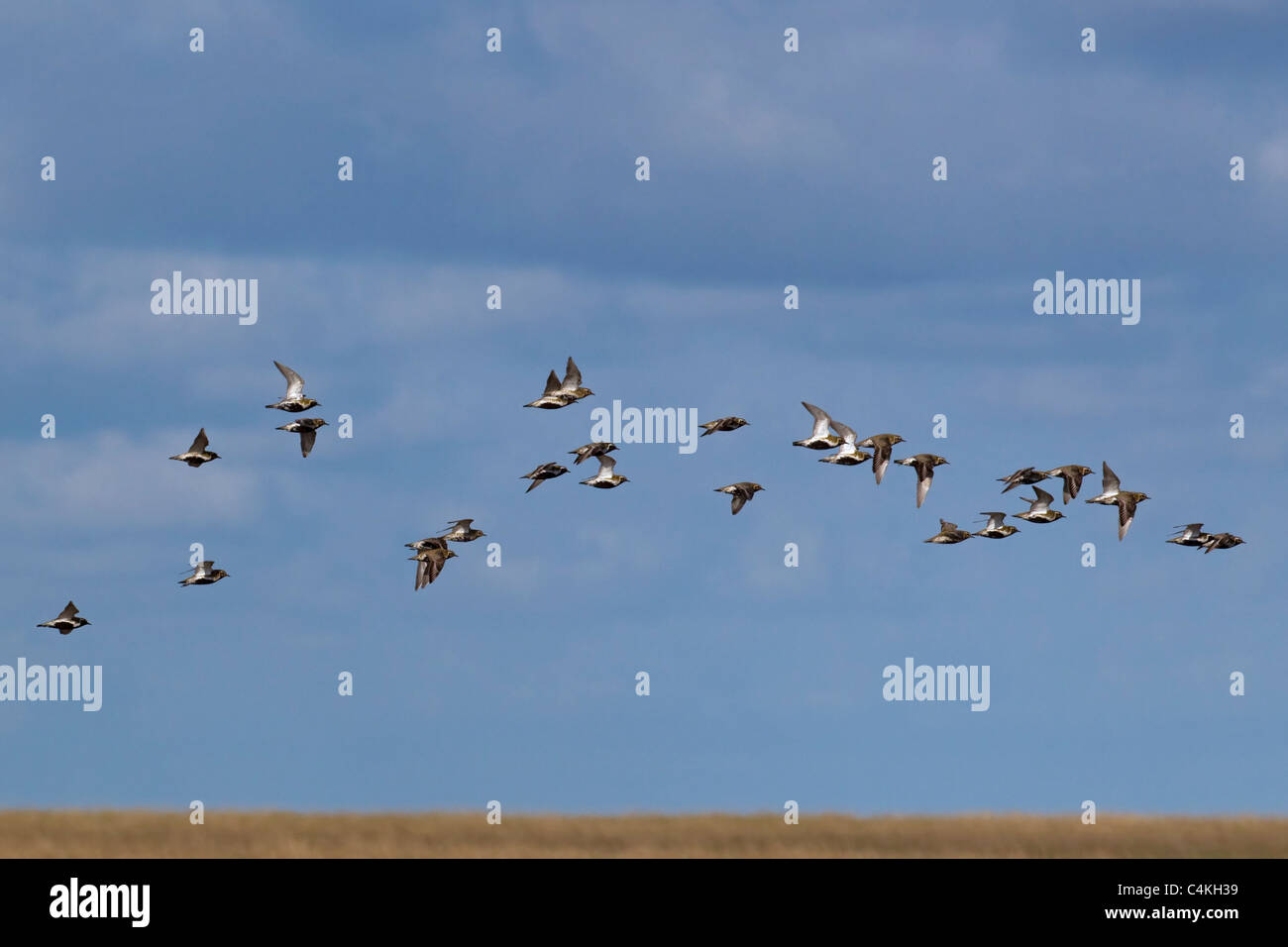 Flock of golden plovers hi-res stock photography and images - Alamy