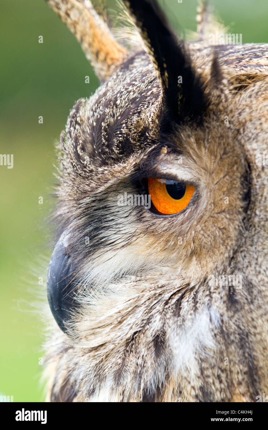 Eagle Owl; Bubo bubo; captive bird Stock Photo - Alamy