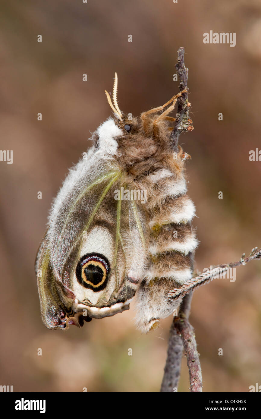 Emperor Moth; Saturnia pavonia; female just after emerging her wings ...
