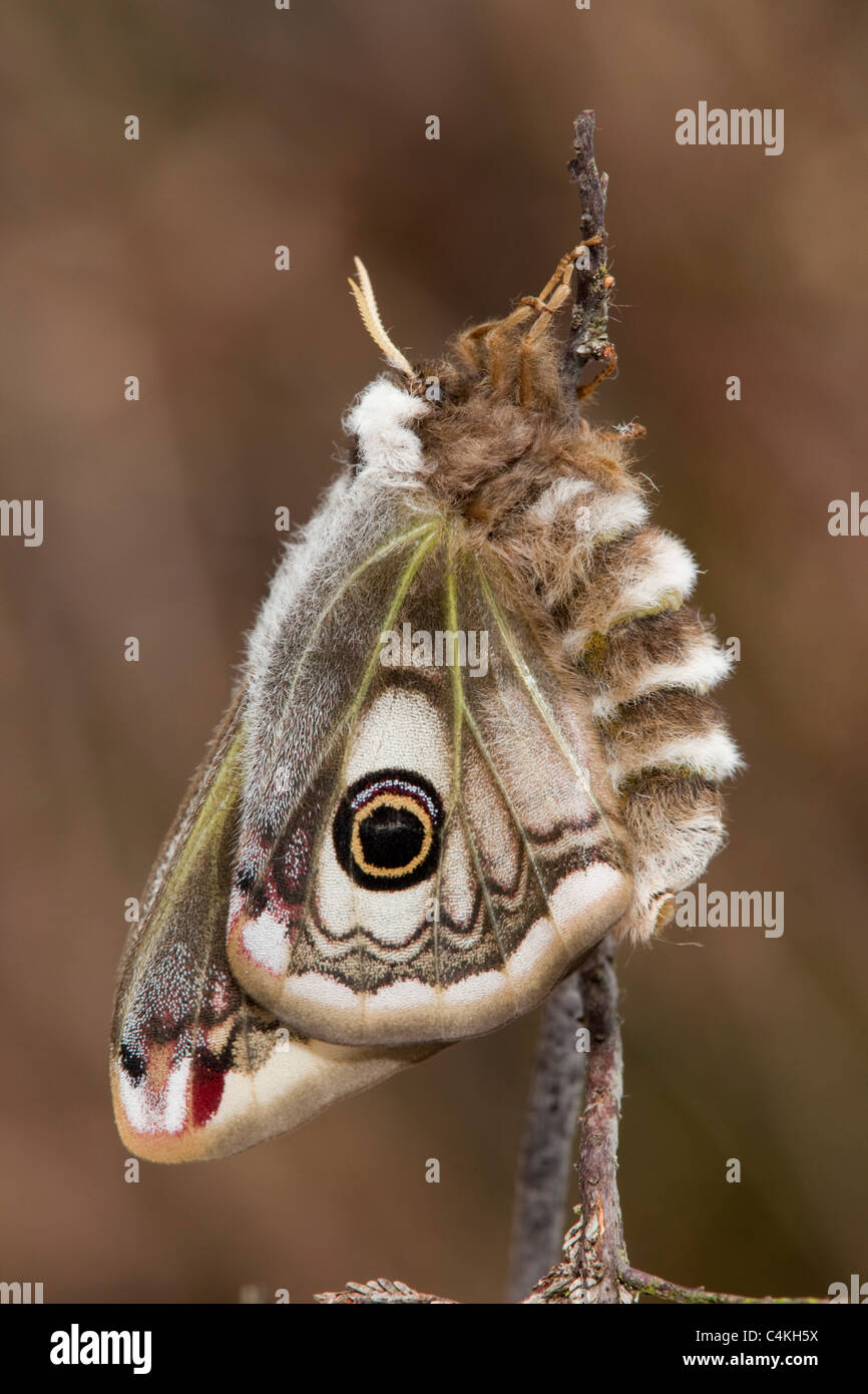 Recently emerged moth hi-res stock photography and images - Alamy