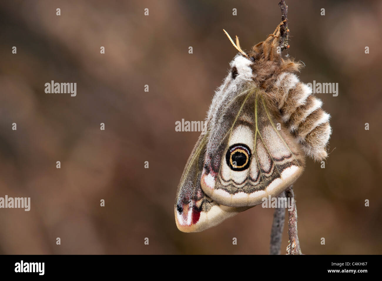 Emperor Moth; Saturnia pavonia; female Stock Photo - Alamy