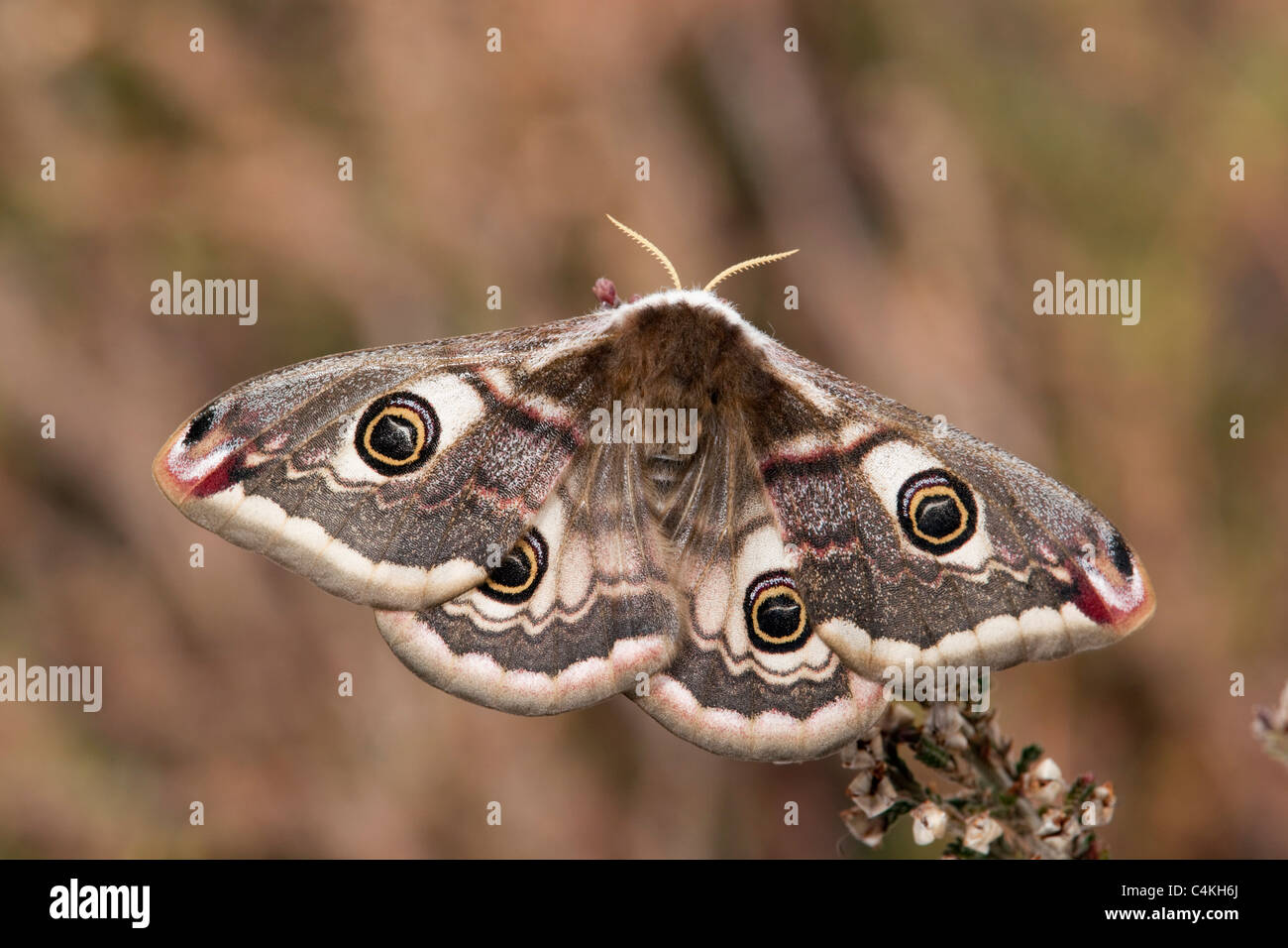 Emperor Moth; Saturnia pavonia; female Stock Photo - Alamy