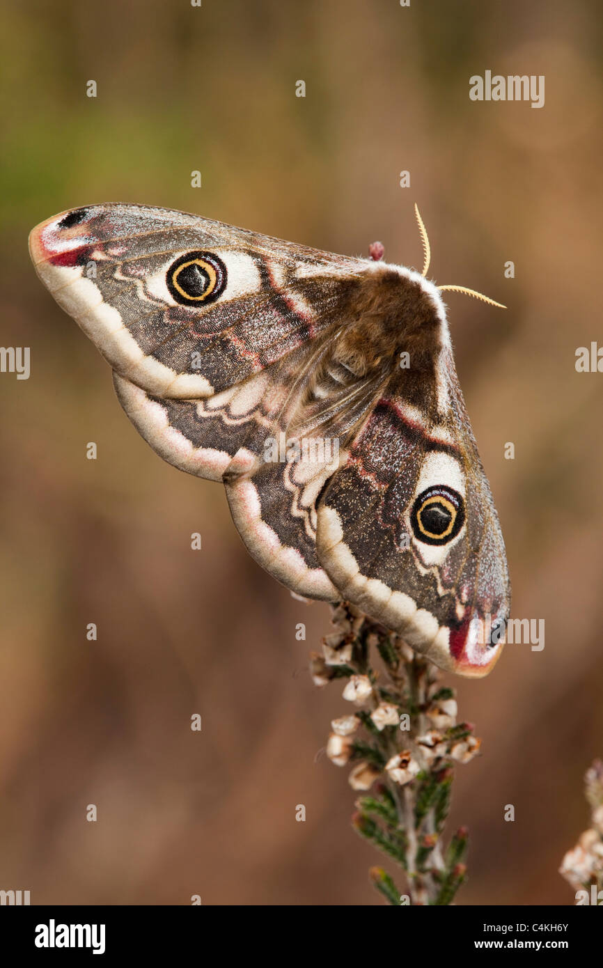 Emperor moth hi-res stock photography and images - Alamy