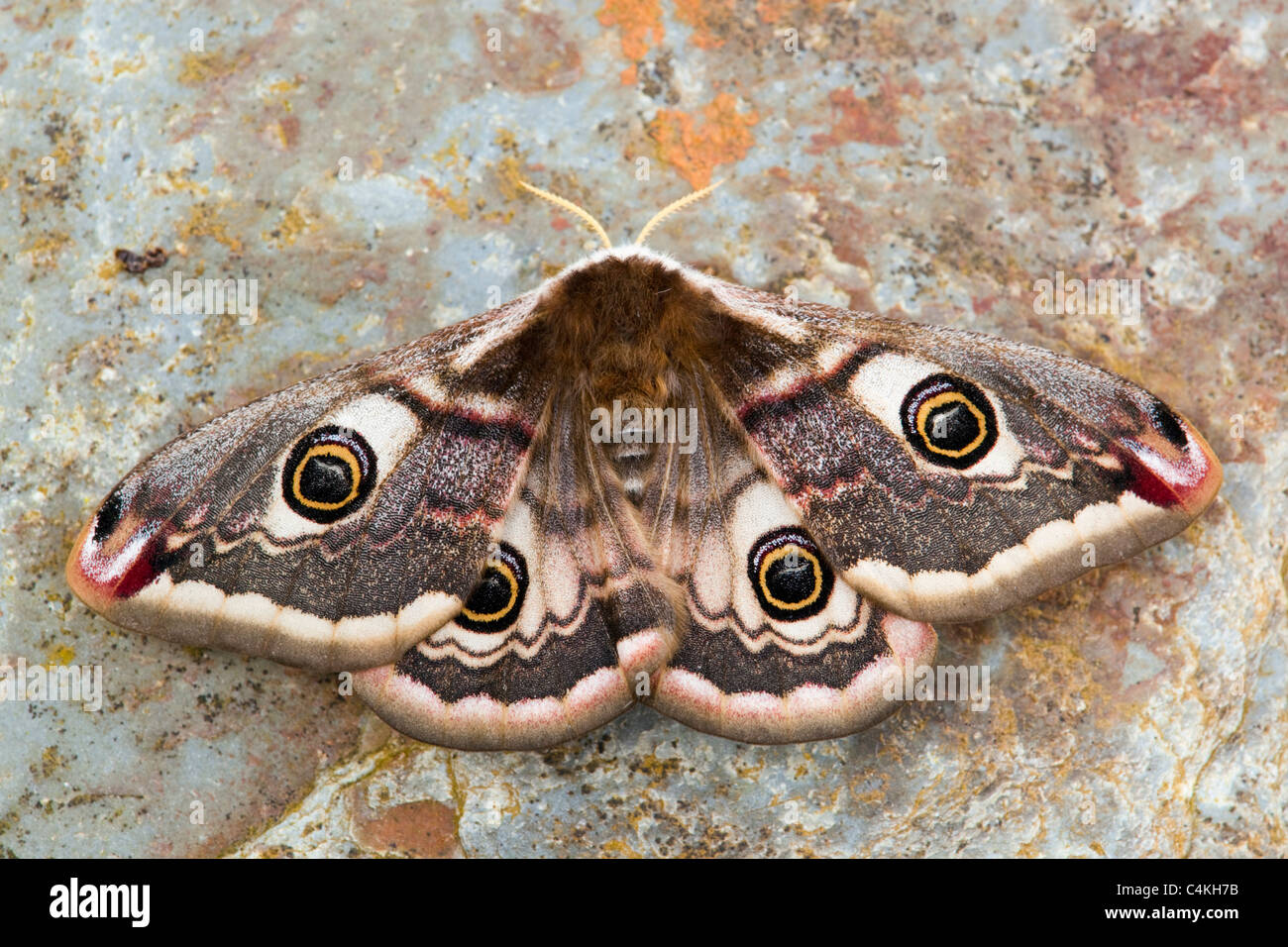 Emperor Moth; Saturnia pavonia; female Stock Photo - Alamy