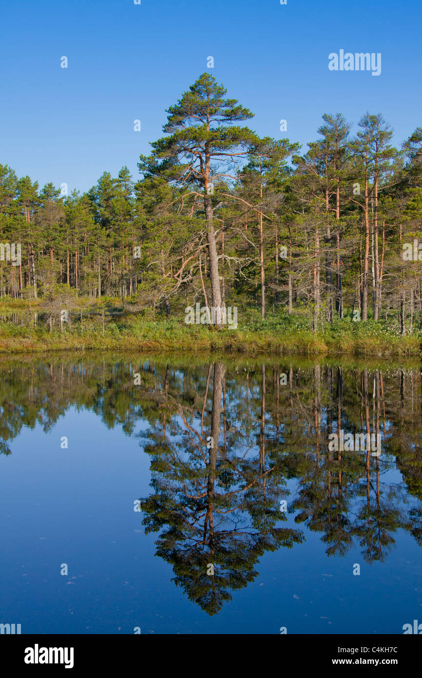 Sweden taiga forest hi-res stock photography and images - Alamy