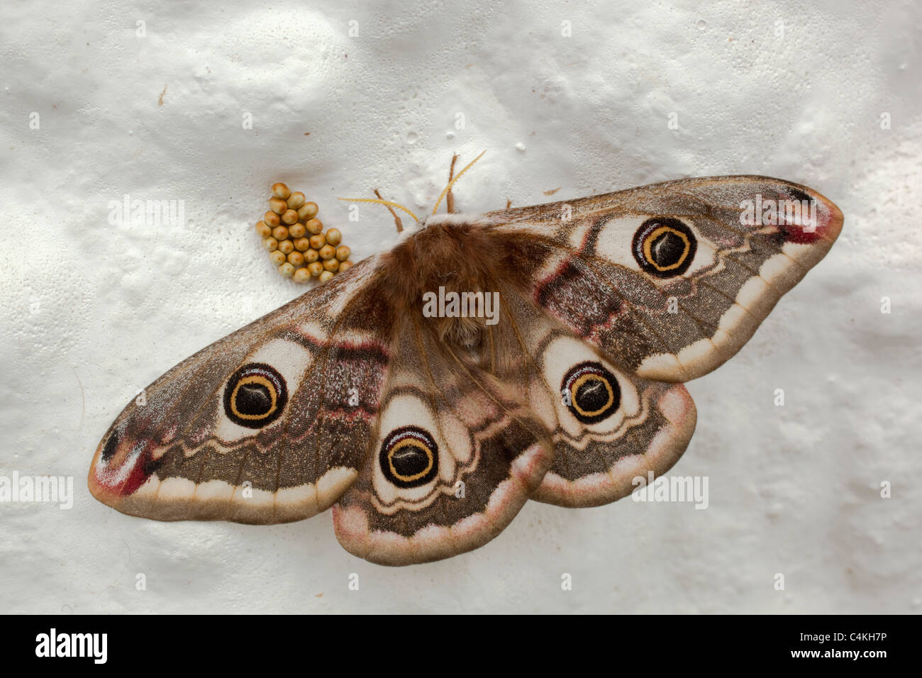 Emperor Moth; Saturnia pavonia; female with eggs Stock Photo - Alamy