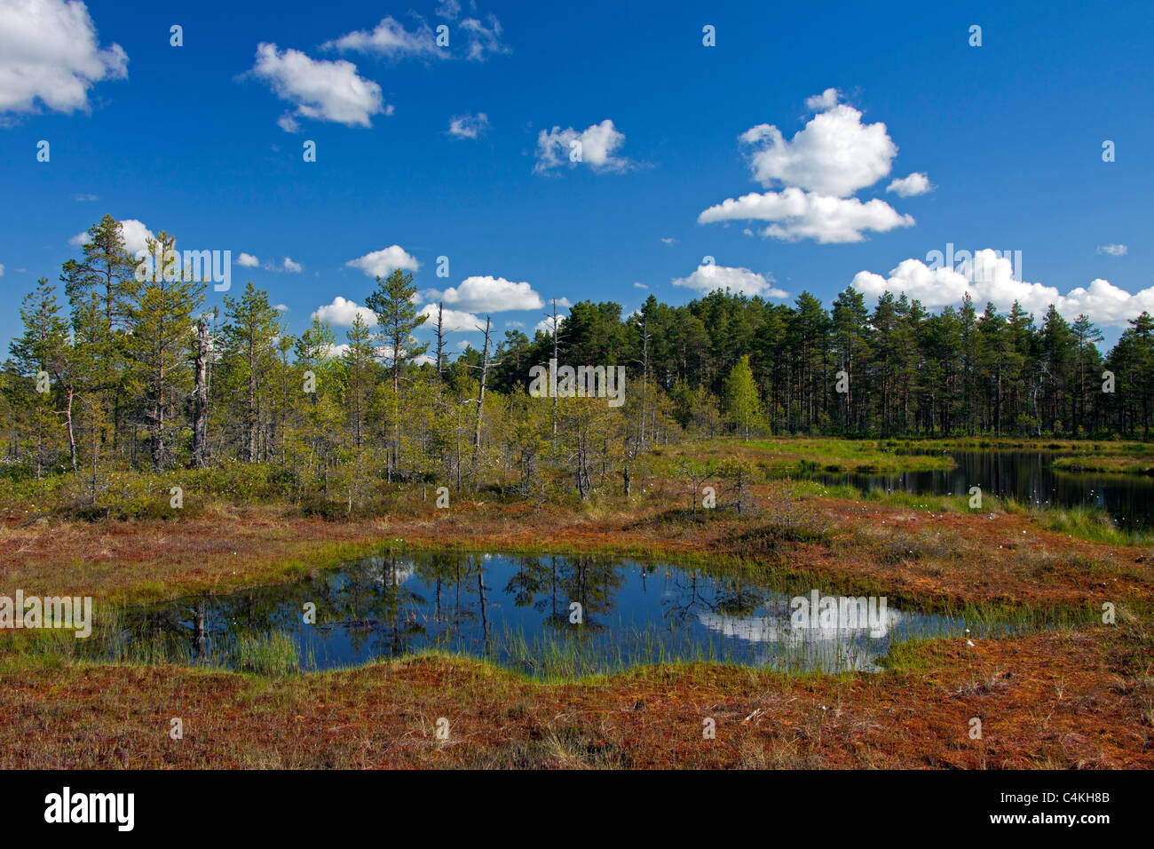 Pond pine tree hi-res stock photography and images - Alamy