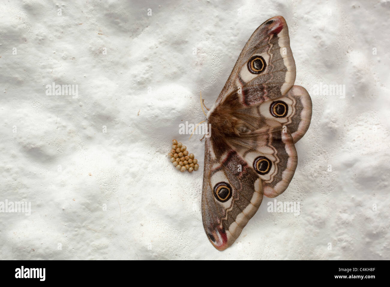 Emperor Moth; Saturnia pavonia; female with eggs Stock Photo - Alamy