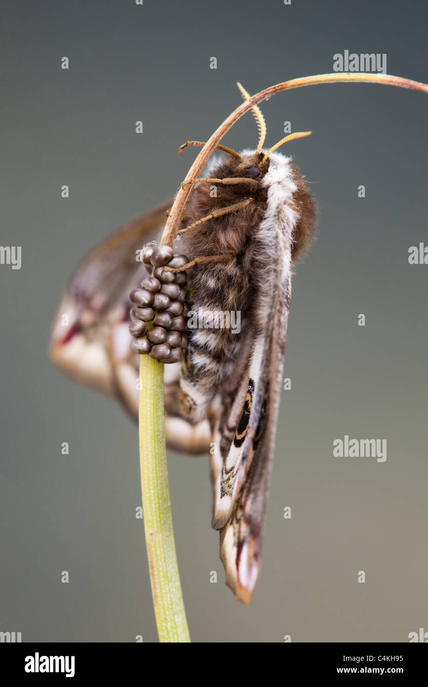 Emperor moth female laying eggs hi-res stock photography and images - Alamy