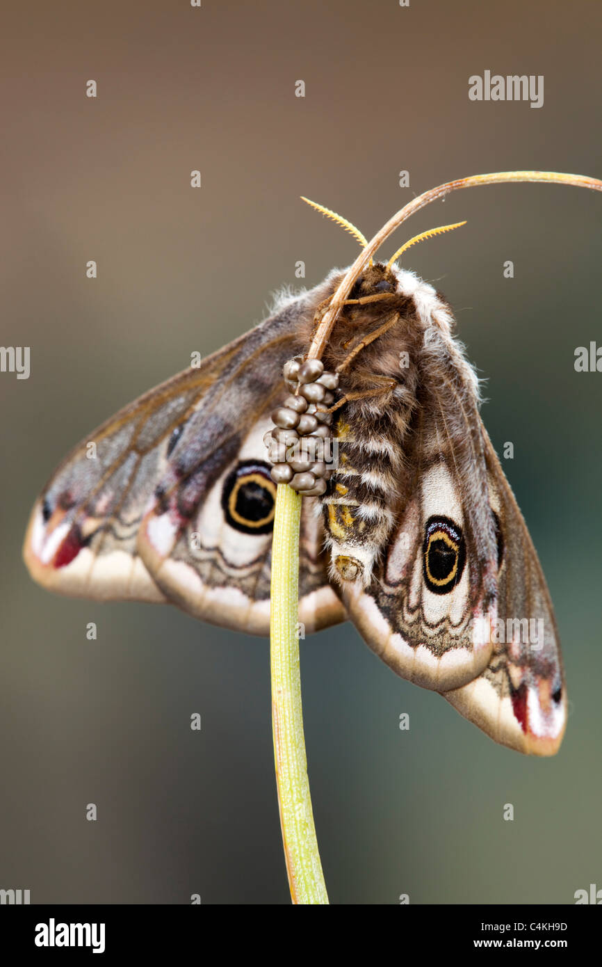 Emperor Moth; Saturnia pavonia; female with eggs Stock Photo - Alamy