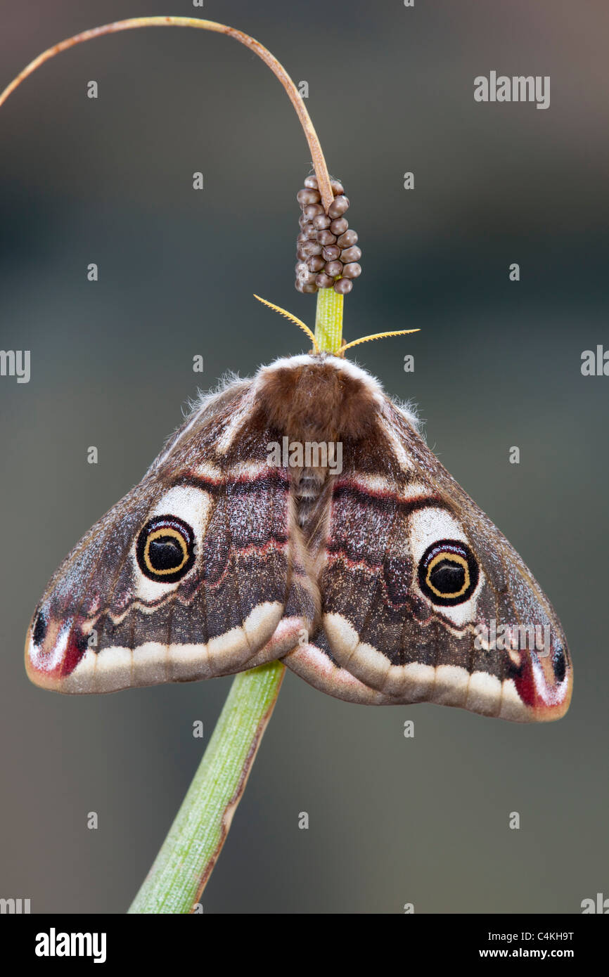 Emperor moth hi-res stock photography and images - Alamy