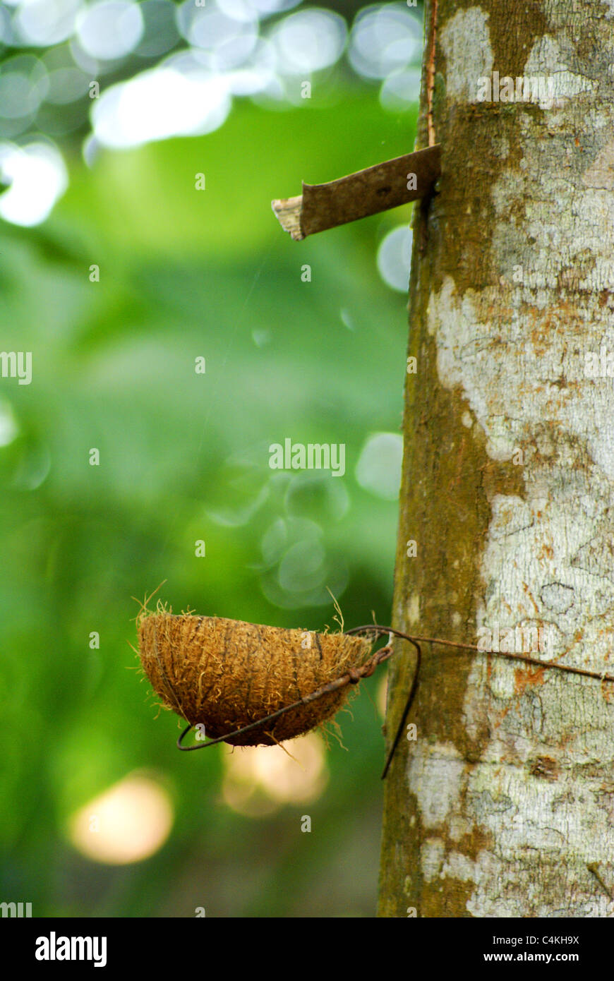 Rubber tapping hi-res stock photography and images - Alamy