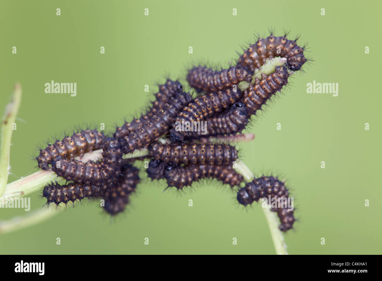 Emperor Moth; Saturnia pavonia; larvae one week old Stock Photo - Alamy