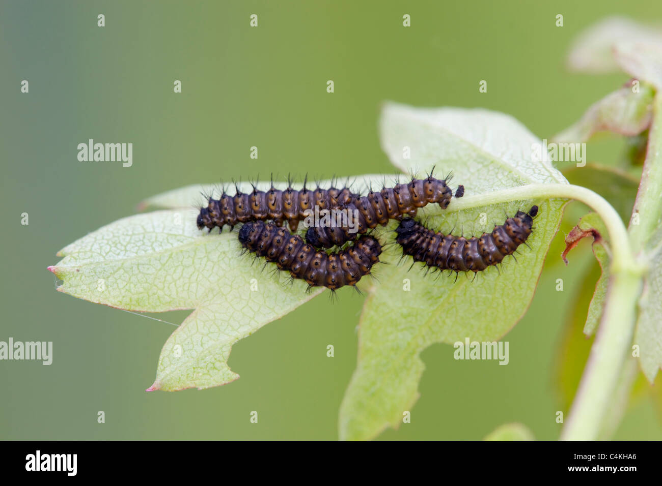 Emperor Moth; Saturnia pavonia; larvae one week old Stock Photo - Alamy