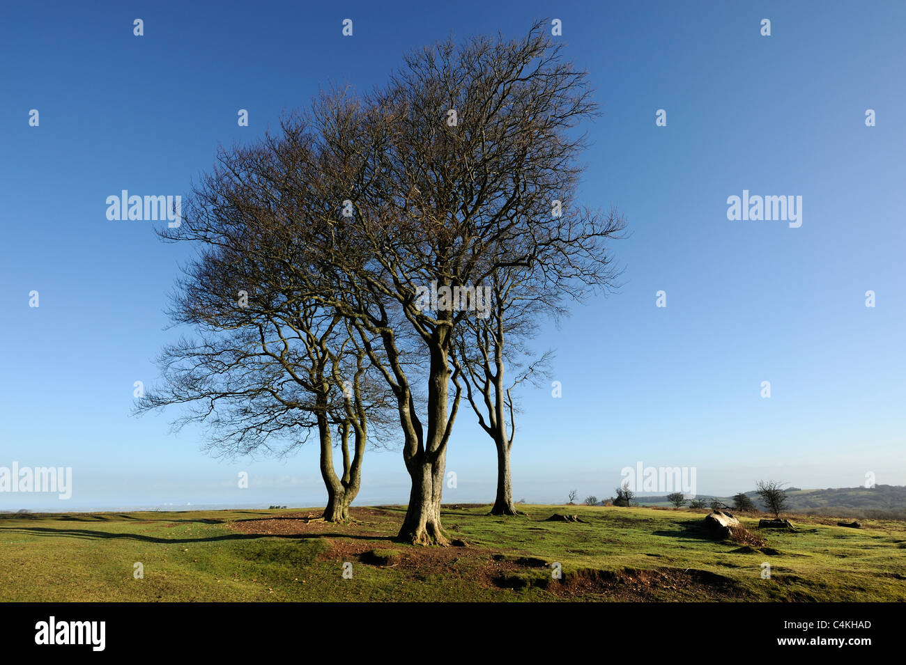 Three remaining Beech trees (Fagus), part of the Seven Sisters on ...