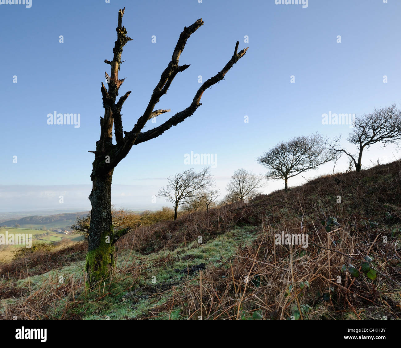 Dead tree branches on side hi-res stock photography and images - Alamy