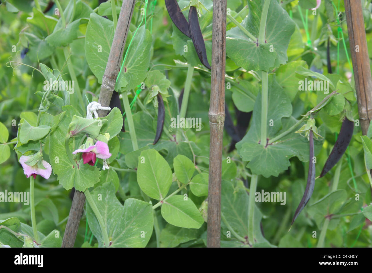 Purple mangetout growing on plant Stock Photo - Alamy