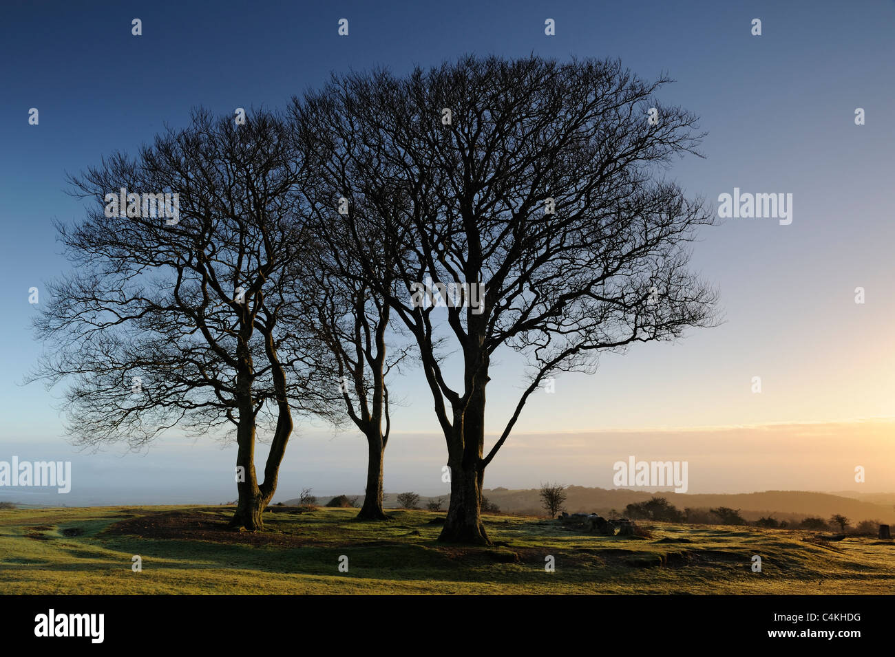 Three remaining Beech trees (Fagus), part of the Seven Sisters on ...