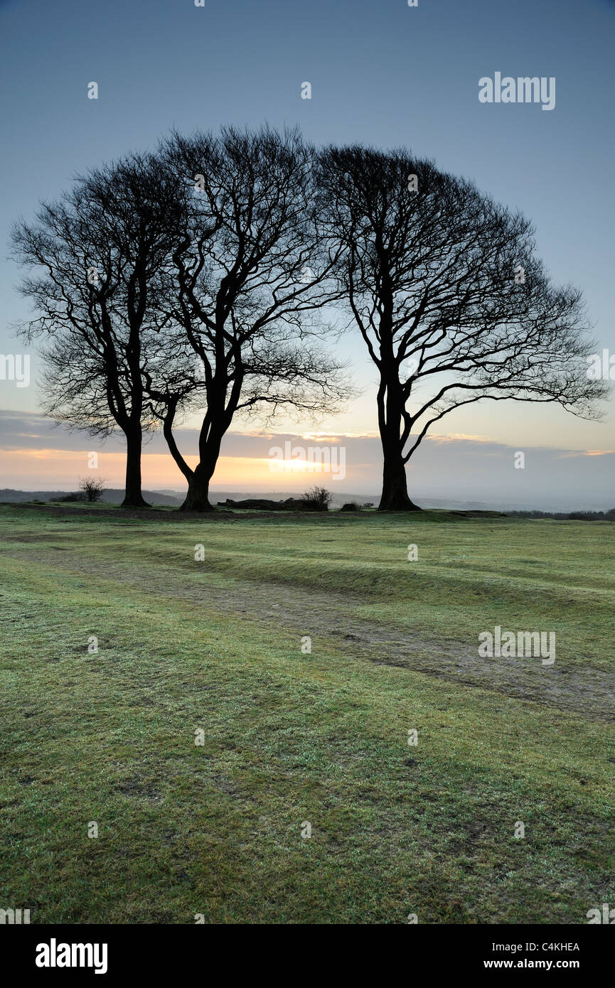 Three remaining Beech trees (Fagus), part of the Seven Sisters on ...