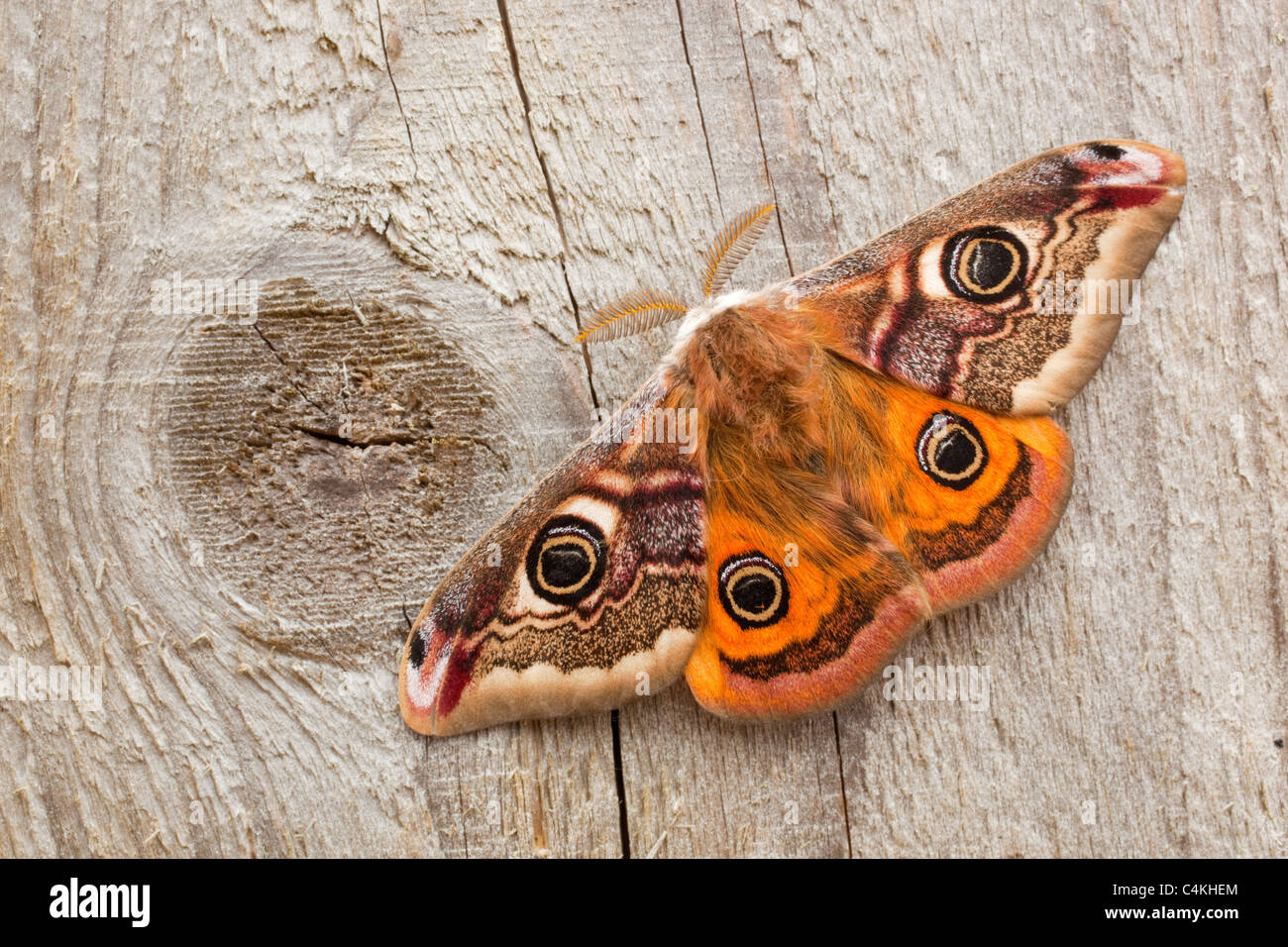 Emperor Moth; Saturnia pavonia; male Stock Photo - Alamy