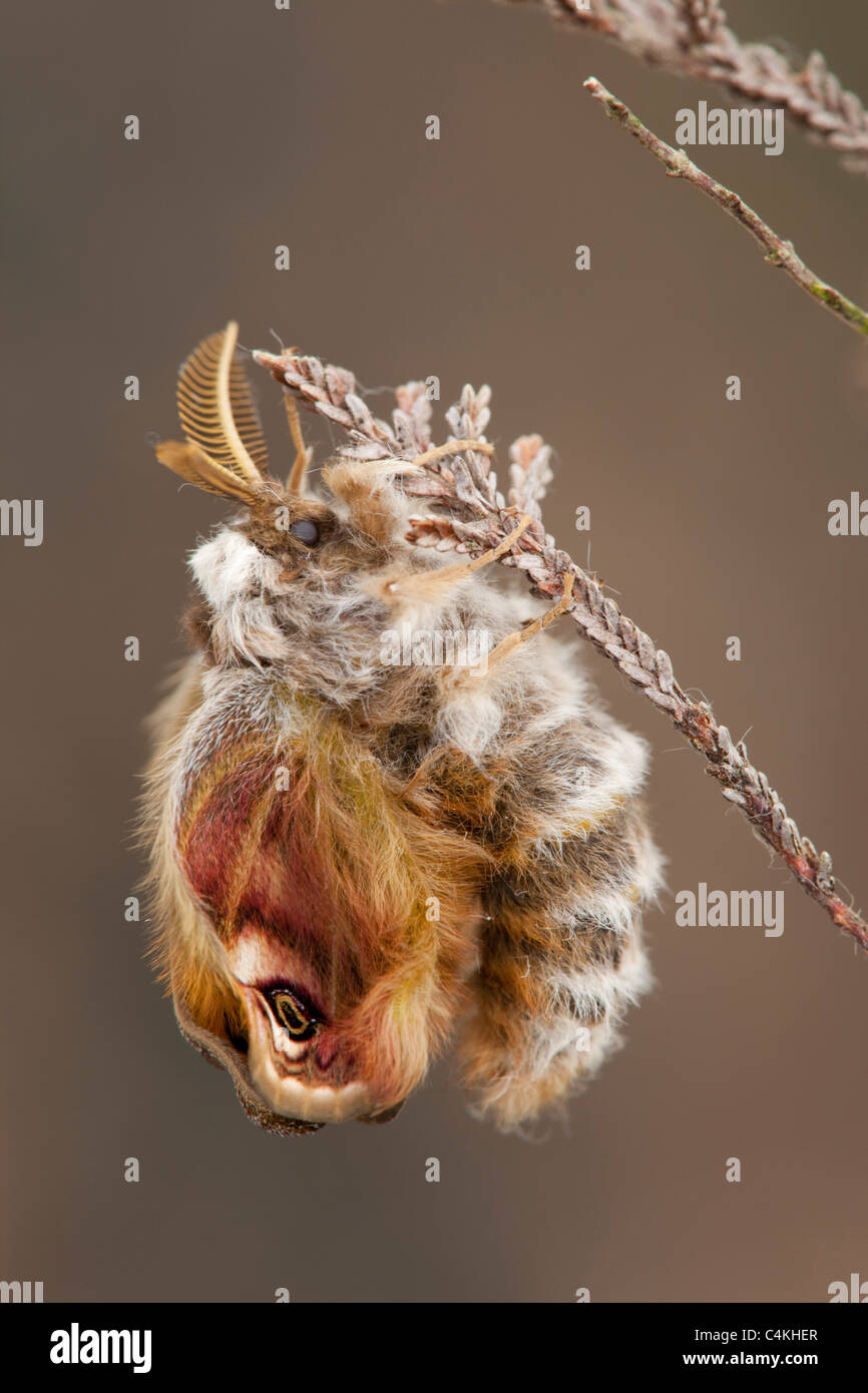 Emperor Moth; Saturnia pavonia; male emerging Stock Photo - Alamy