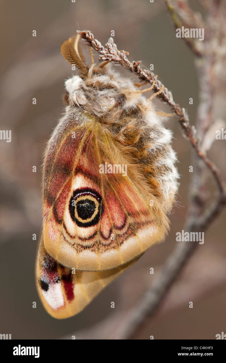 Emperor Moth; Saturnia pavonia; male newly emerged Stock Photo - Alamy