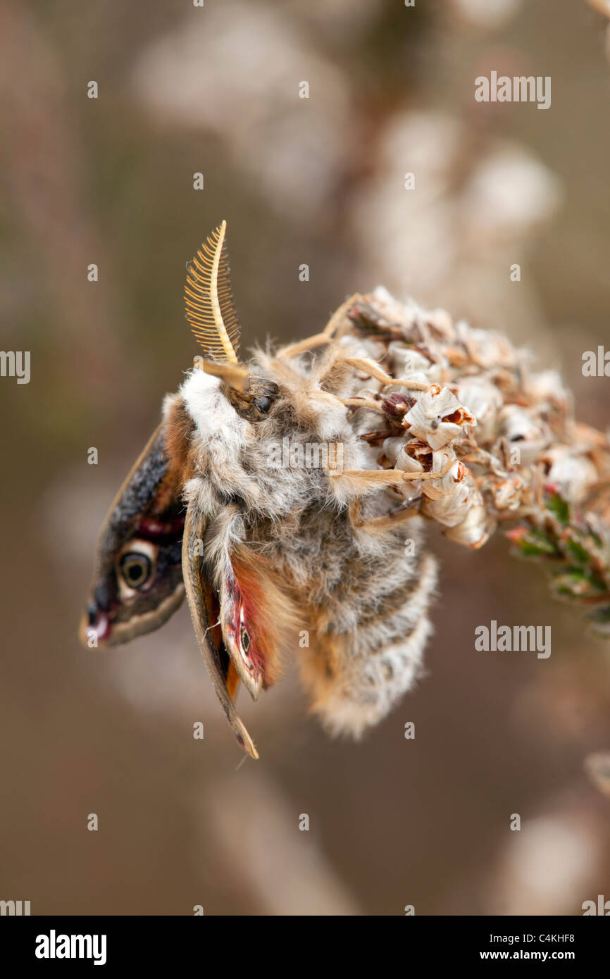 Emperor Moth; Saturnia pavonia; male newly emerged Stock Photo - Alamy