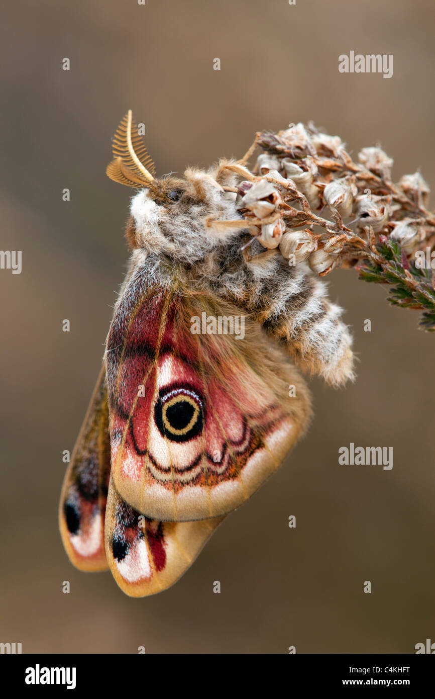 Emperor Moth; Saturnia pavonia; male newly emerged Stock Photo - Alamy