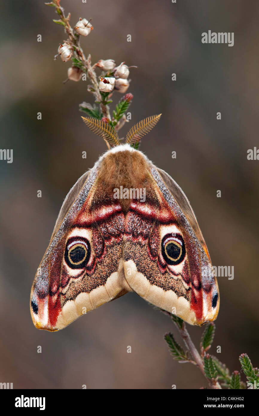 Emperor Moth; Saturnia pavonia; male Stock Photo - Alamy