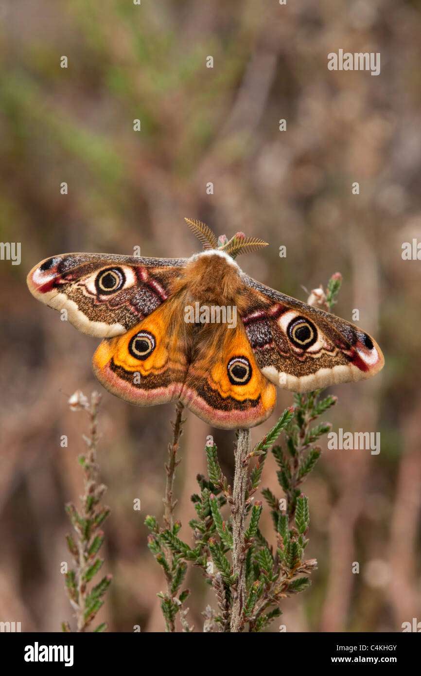 Emperor Moth; Saturnia pavonia; male Stock Photo - Alamy