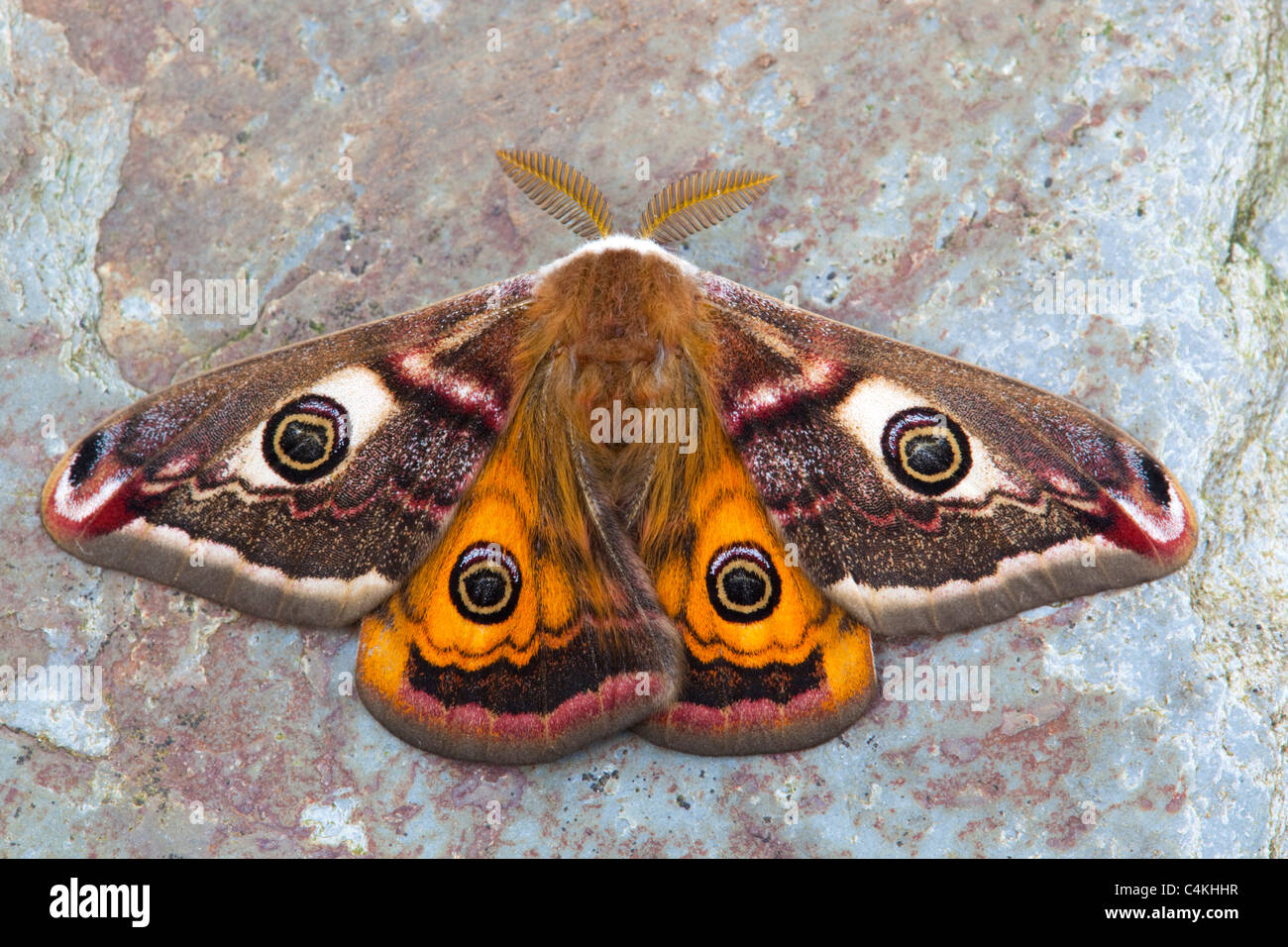 Emperor Moth; Saturnia pavonia; male Stock Photo - Alamy