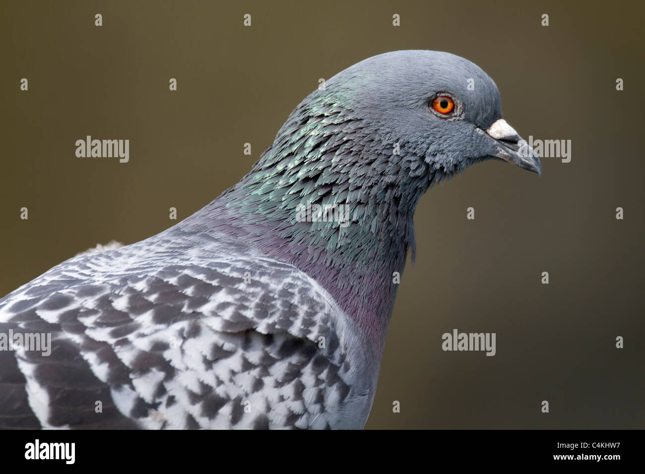 Feral pigeon beak hi-res stock photography and images - Alamy