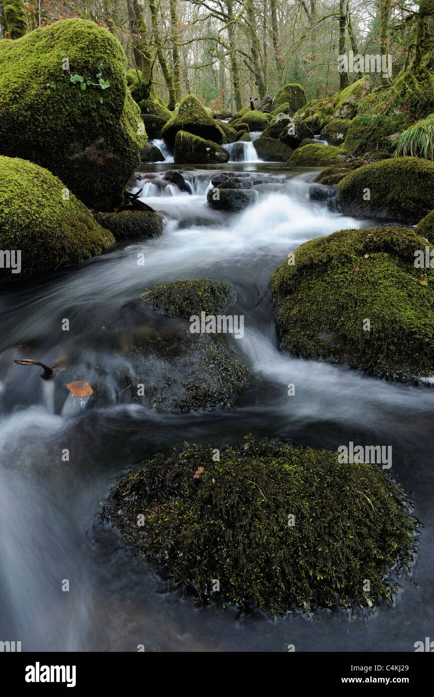 River Meavy near Burrator Reservoir on Dartmoor, Devon, flowing amongst ...