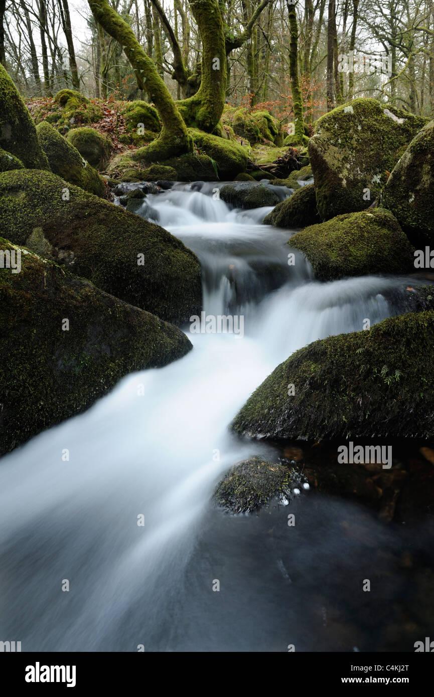 River Meavy near Burrator Reservoir on Dartmoor, Devon, flowing amongst ...