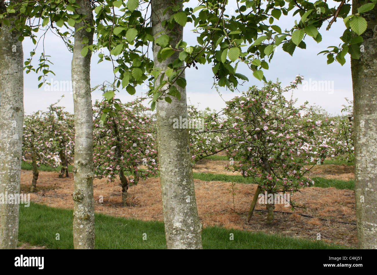 English agriculture hi-res stock photography and images - Alamy