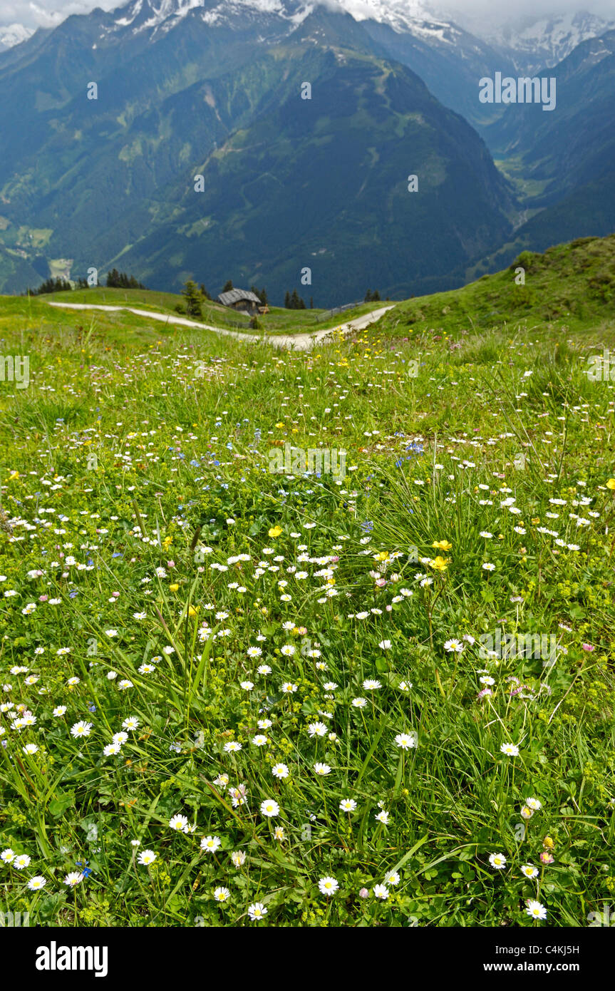 Traditional Austrian wild flower meadow and wood storage hut or ...