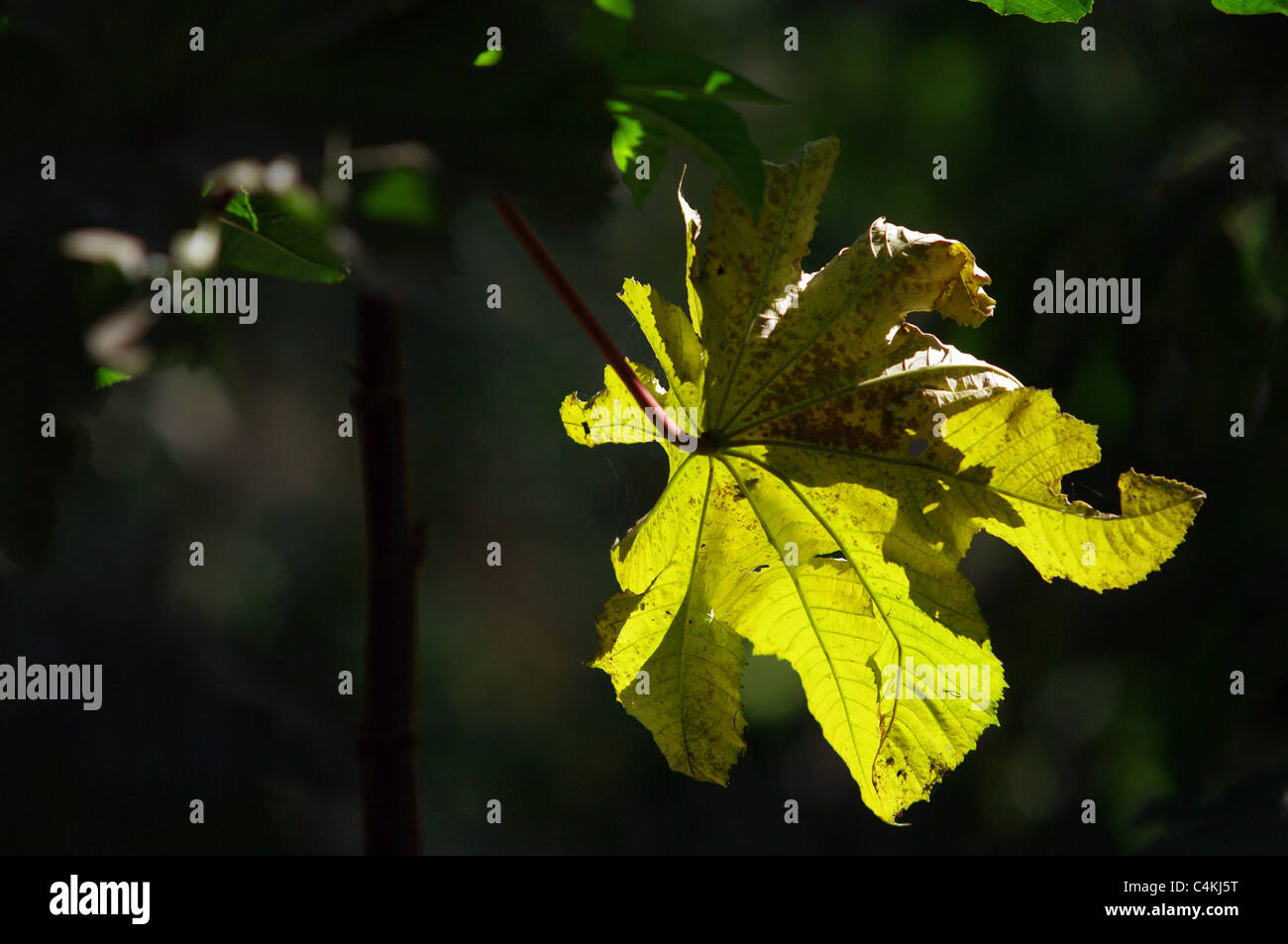 Sunshine through leaf hi-res stock photography and images - Alamy