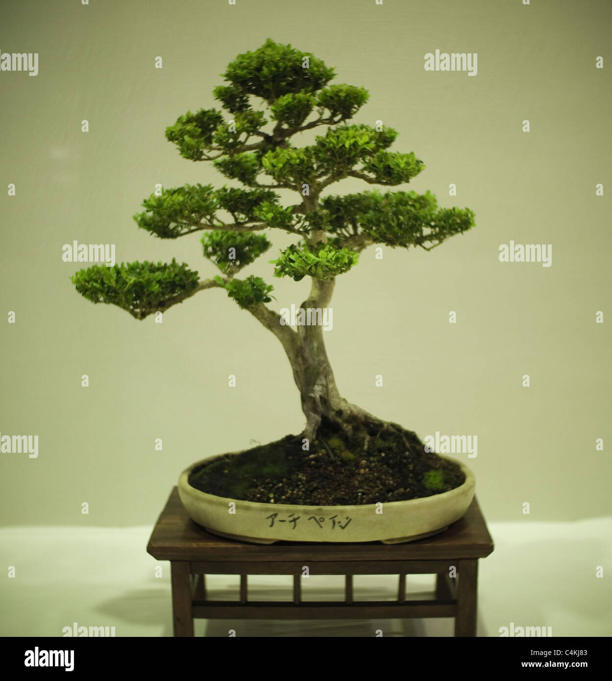 Miniature tree hi-res stock photography and images - Alamy