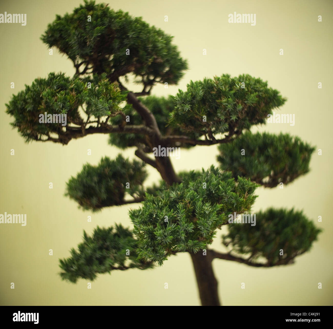 Miniature tree hi-res stock photography and images - Alamy