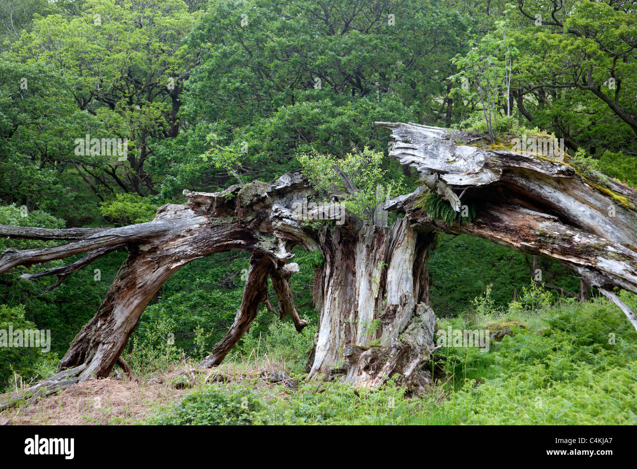 Glen Trool; Dumfries and Galloway; Scotland; old oak tree Stock Photo ...