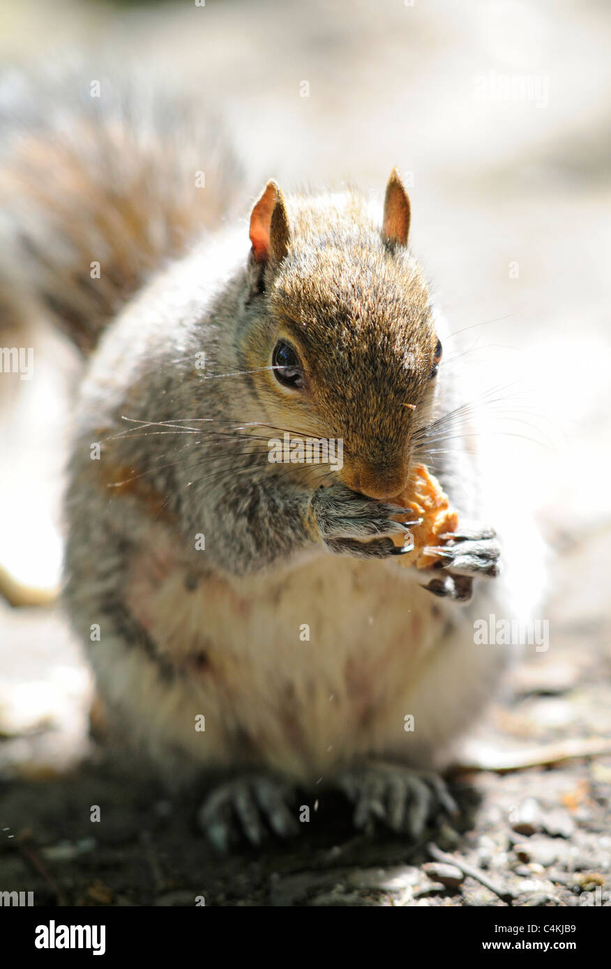 Grey squirrel eating scraps of food let by park visitors Stock Photo ...