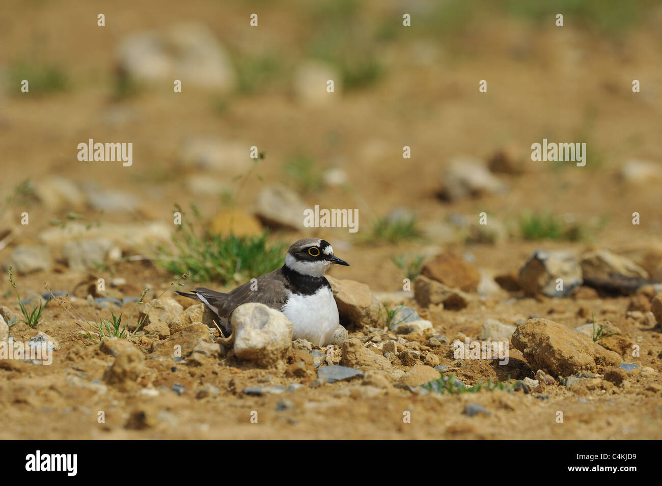 Little ringed plover - Little plover - Ring-necked plover (Charadrius ...