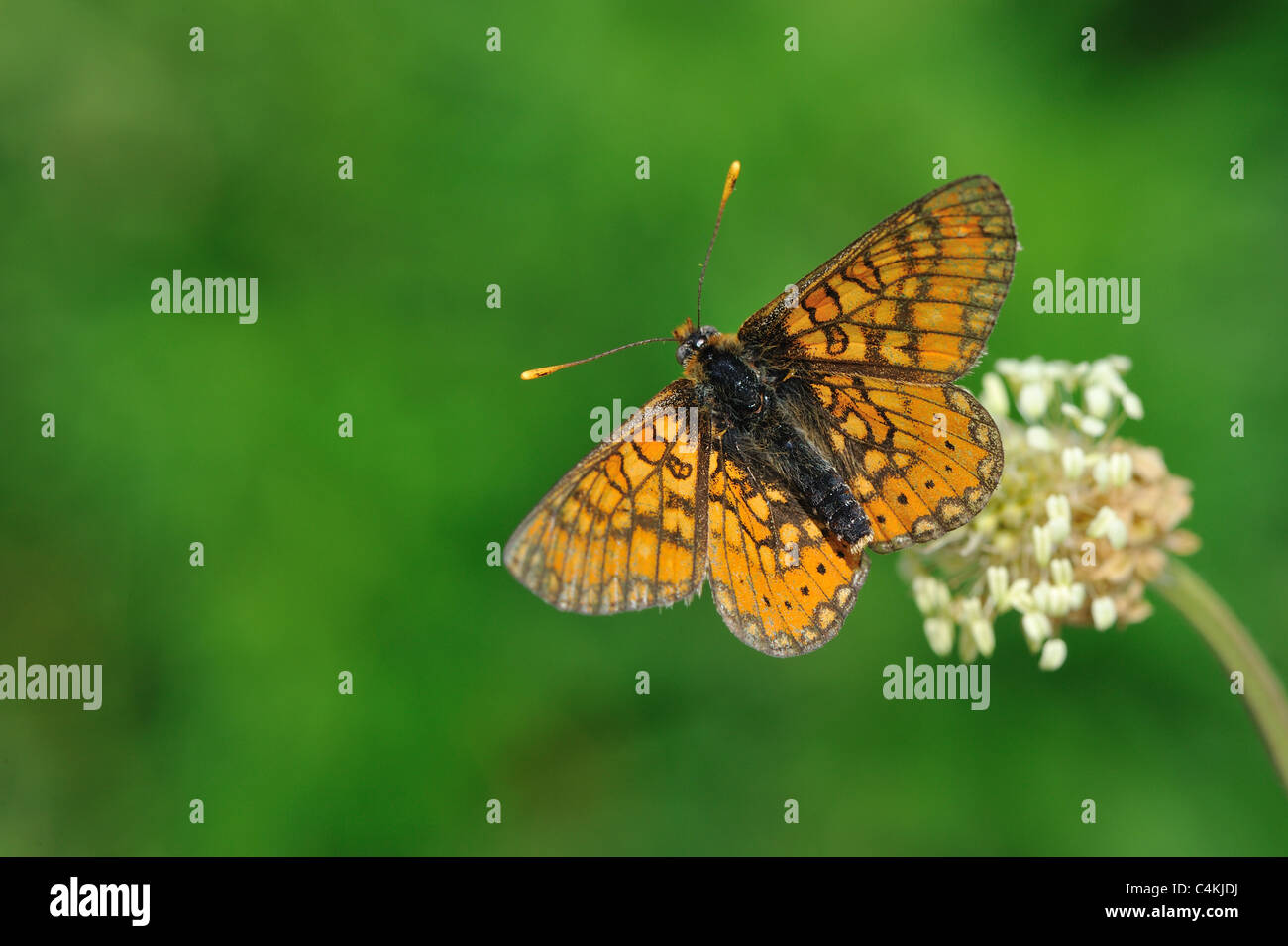 Marsh fritillary euphydryas aurinia hi-res stock photography and images ...