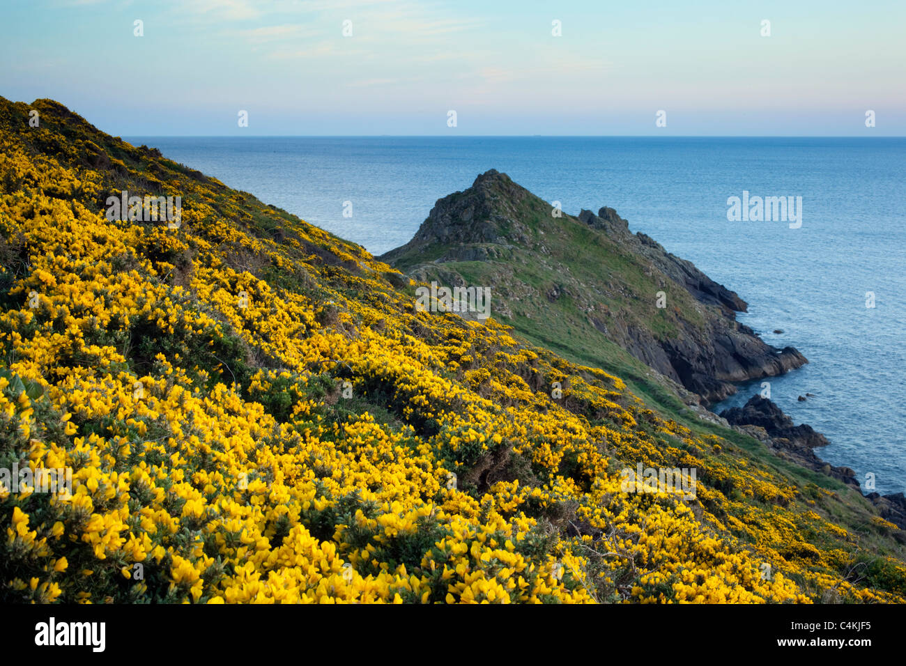 Gorse at Cudden Point; Mount's Bay; Cornwall Stock Photo - Alamy
