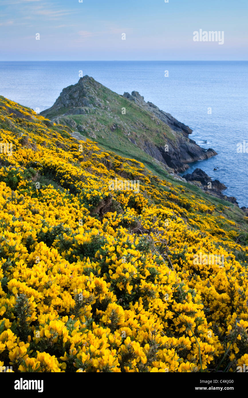 Gorse at Cudden Point; Mount's Bay; Cornwall Stock Photo - Alamy