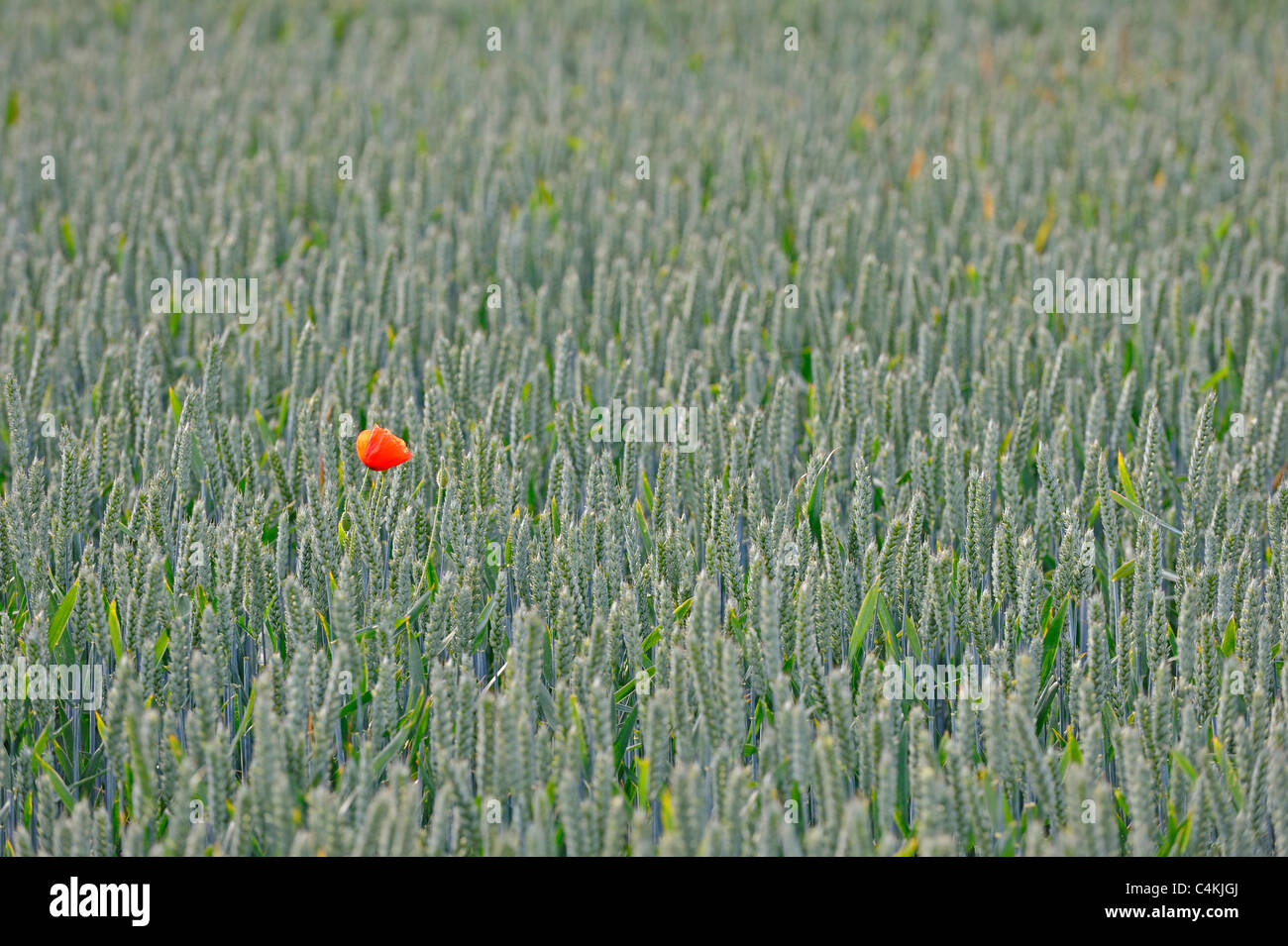 A single common poppy in a corn field Stock Photo - Alamy