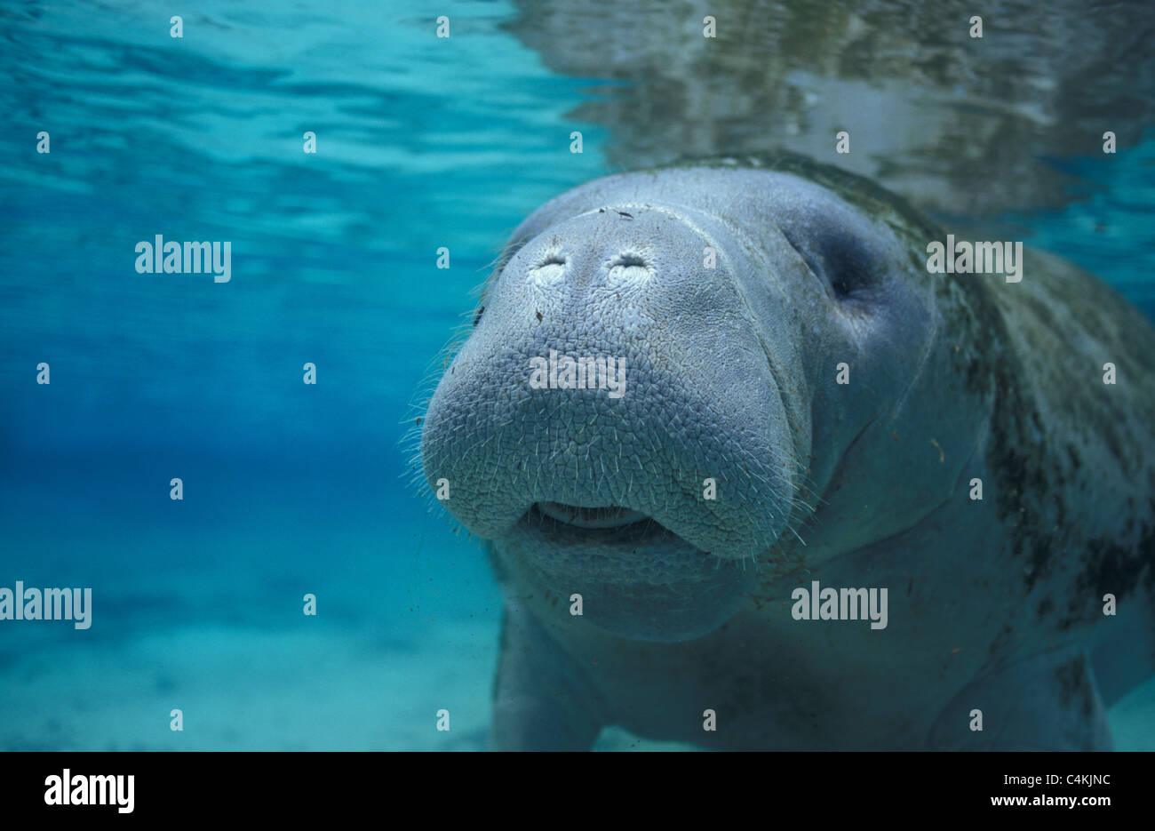 Manatee Head High Resolution Stock Photography and Images - Alamy