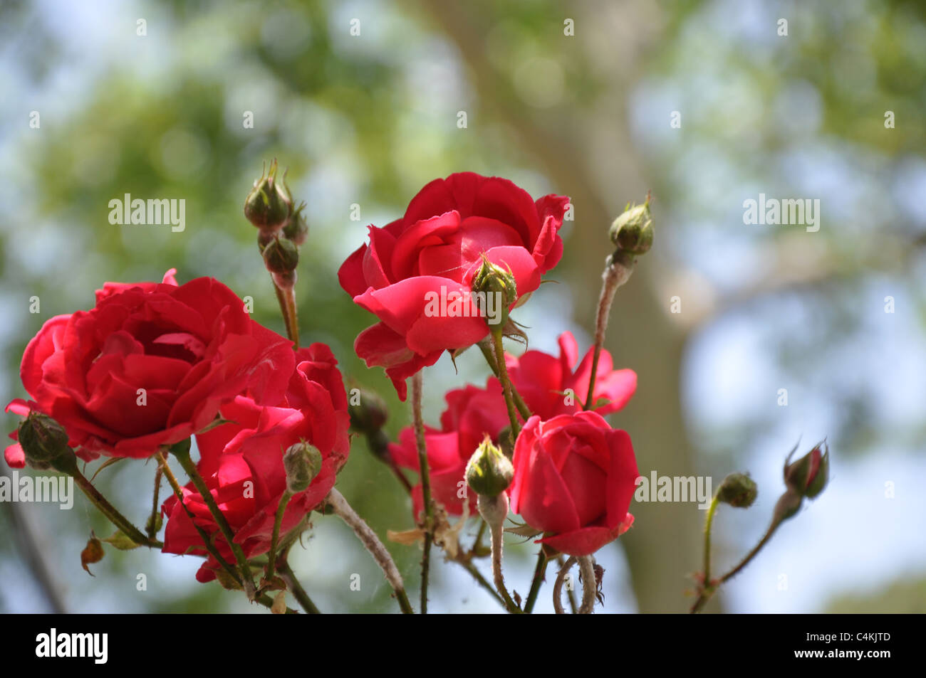 red rose soft focus background Stock Photo - Alamy