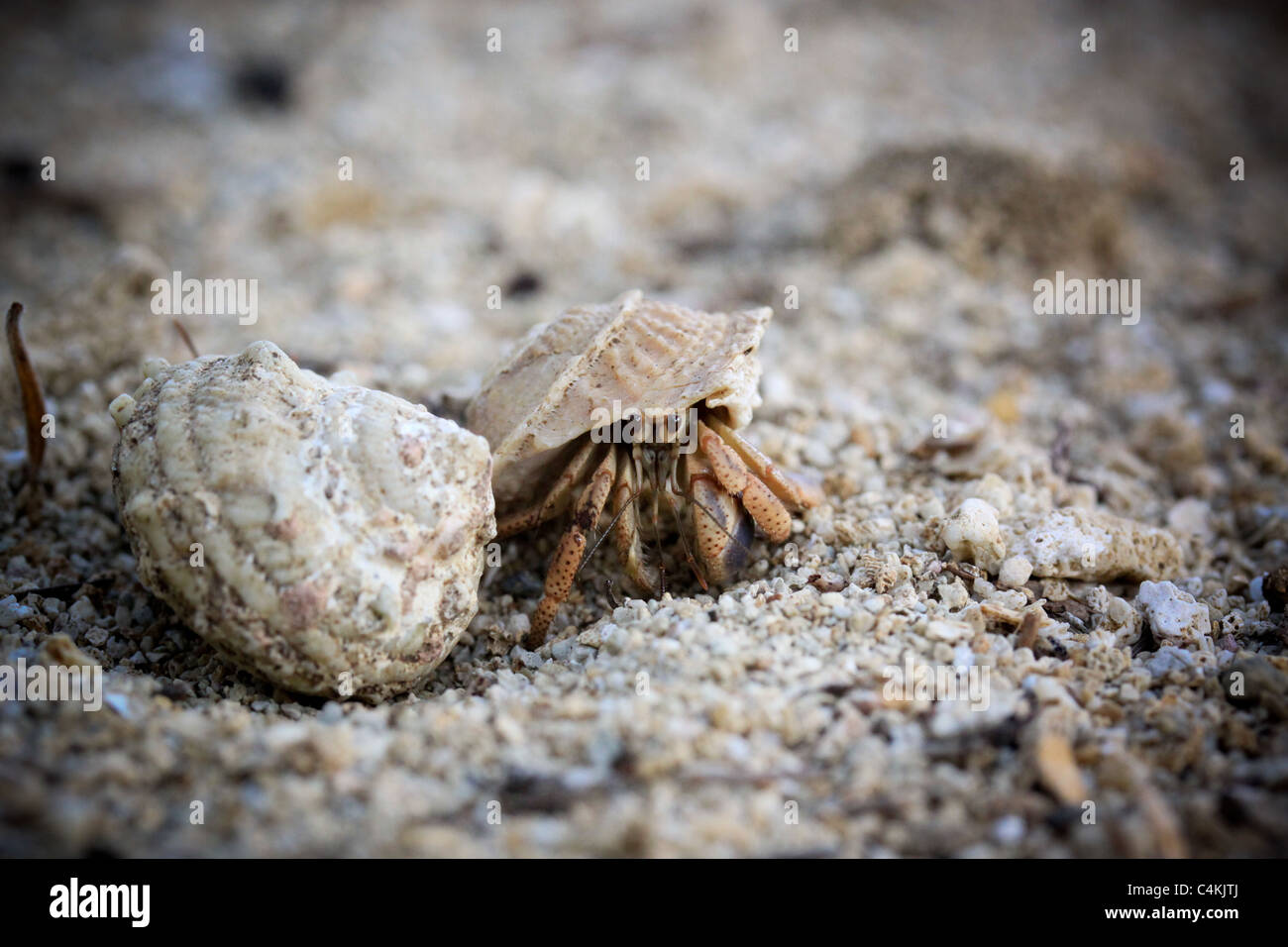 Hermit Crab, on the beach, Utila, The Bay Islands, Honduras Stock Photo ...