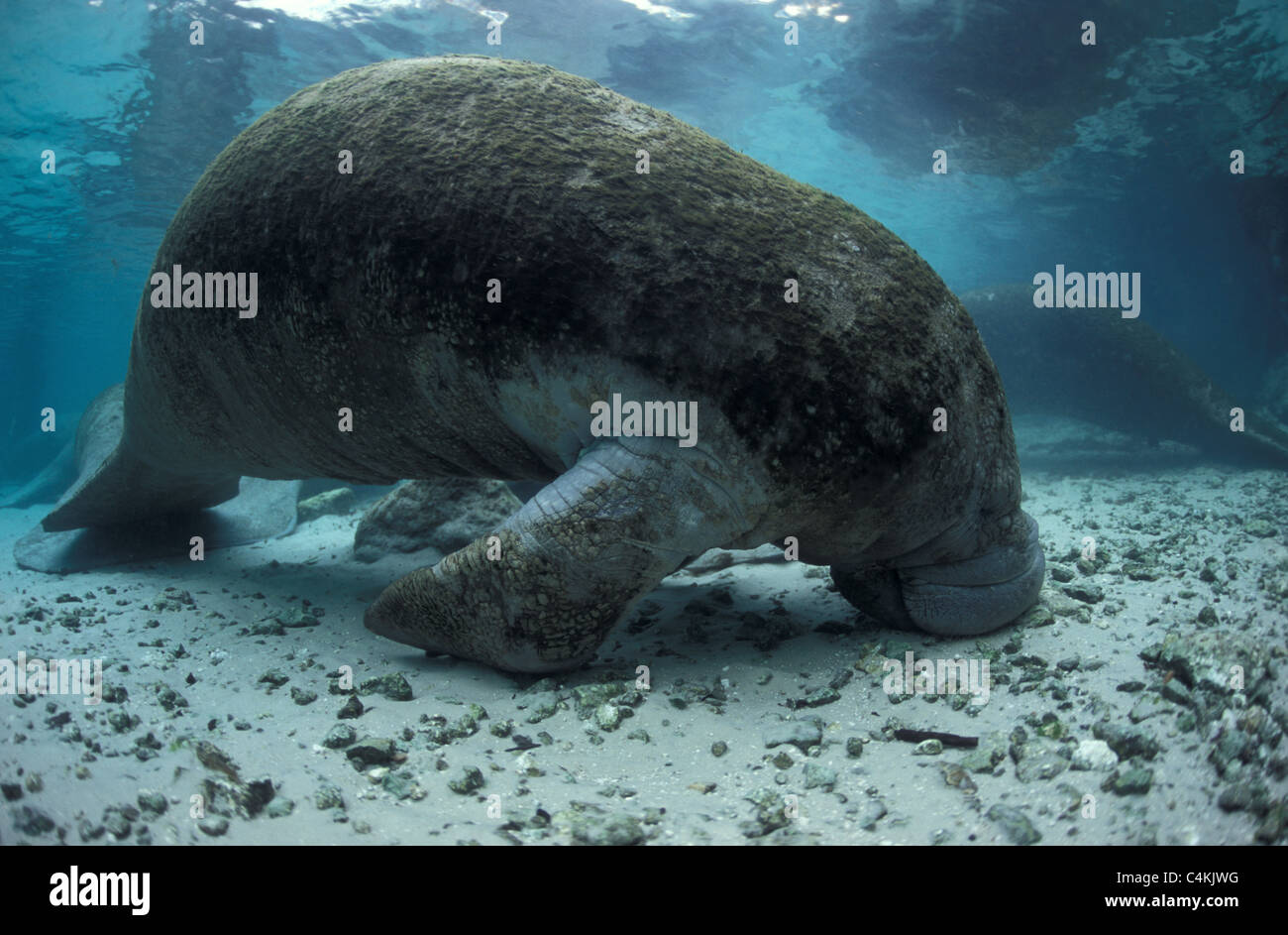 West Indian manatee - Florida manatee (Trichechus manatus latirostris ...